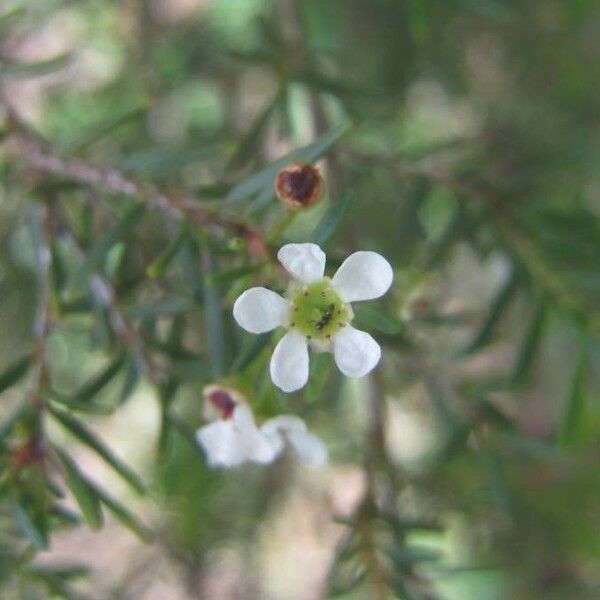 Pincushion (Sannantha Leratii) Plant Care & How to Grow, Water