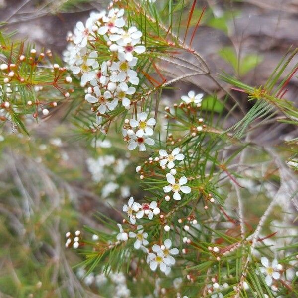 Sannantha Pinifolia Plant Care & How to Grow, Water