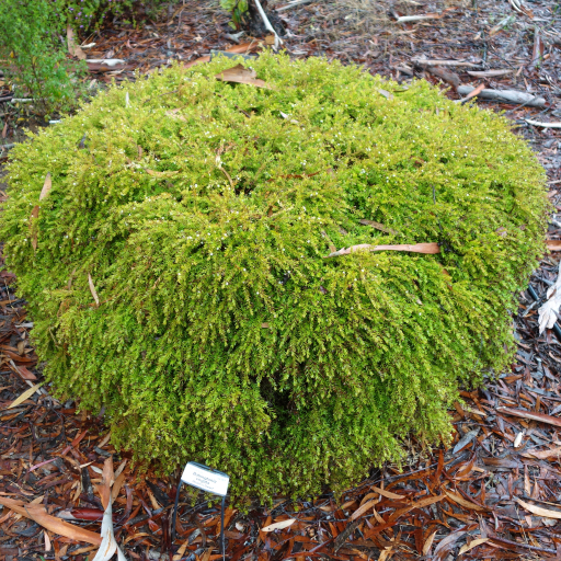 Sannantha Virgata Plant Care & How to Grow, Water