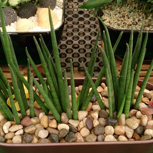 Snake (Sansevieria Bacularis) Plant Care & How to Grow, Water