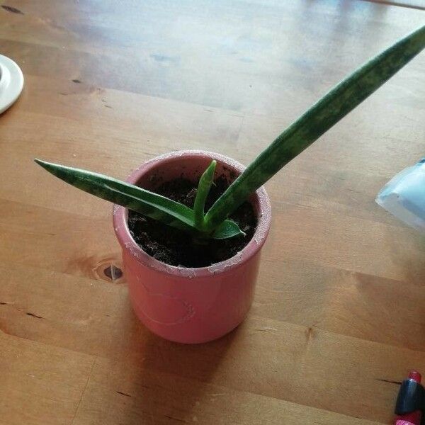 Sansevieria Bella Plant Care & How to Grow, Water