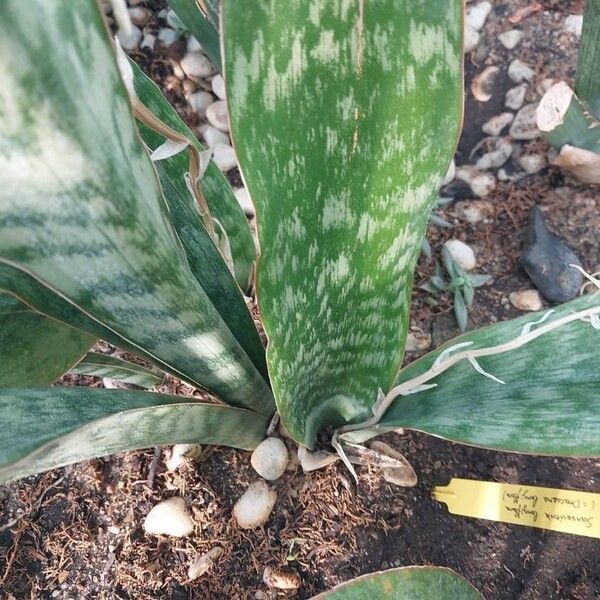 Florida Bowstring Hemp (Sansevieria Longiflora) Plant Care & How to ...