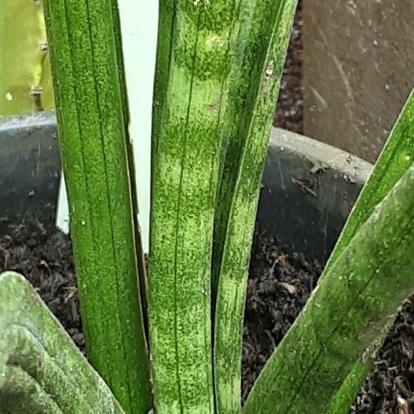 Indian Bowstring Hemp (Sansevieria Roxburghiana) Plant Care & How to ...