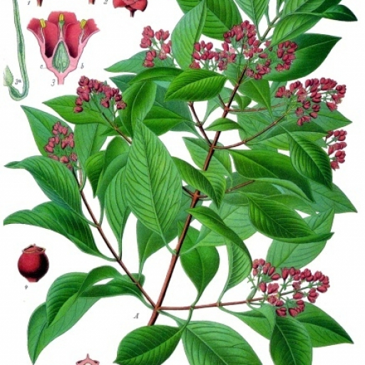 Sandalwood (Santalum Album) Plant Care & How to Grow, Water