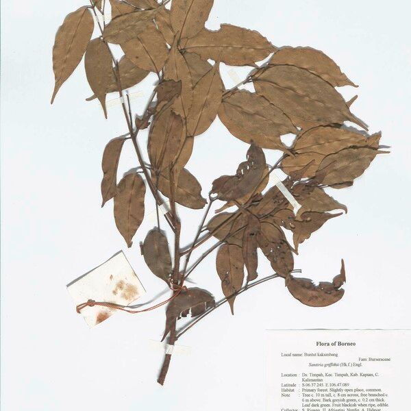 Santiria Griffithii Plant Care & How to Grow, Water