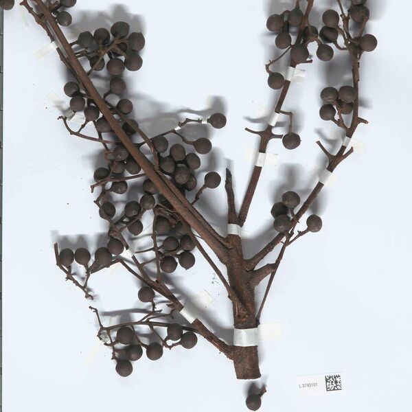 Santiria Laevigata Care Guide: Water, Soil & Propagation - Plantiary