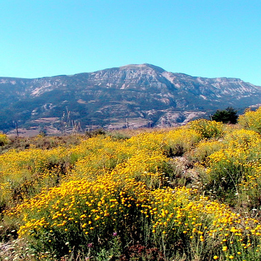 Cotton Lavender (Santolina Chamaecyparissus) Plant Care & How to Grow ...