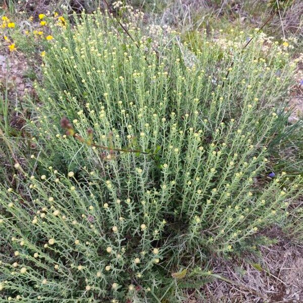 Cypress Cotton (Santolina Ericoides) Care Guide: Water, Soil ...