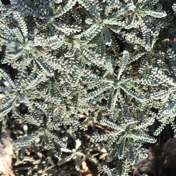 Santolina Etrusca Plant Care & How to Grow, Water