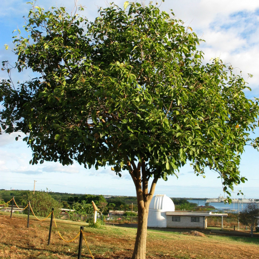 Lonomea (Sapindus Oahuensis) Plant Care & How to Grow, Water