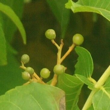 Sapindus Rarak Plant Care & How to Grow, Water