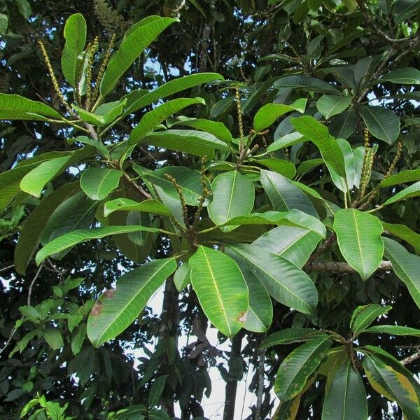 Sapium Allenii Plant Care & How to Grow, Water