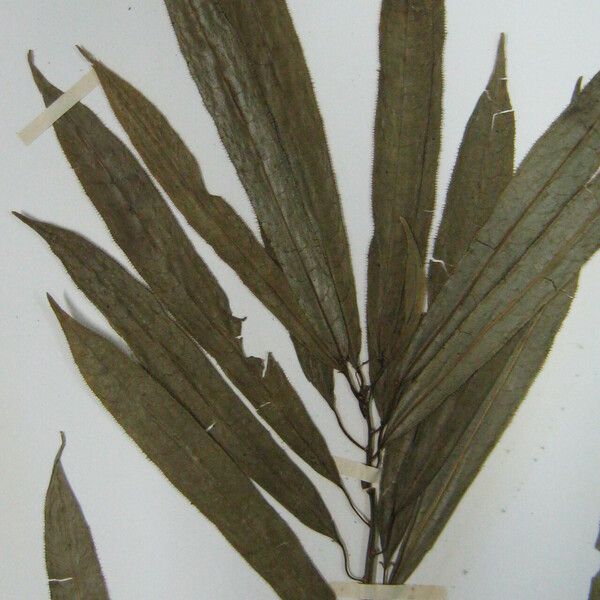 Sapium Ciliatum Plant Care & How to Grow, Water