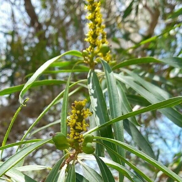 Chinese Tallow Tree (Sapium Haematospermum) Plant Care & How to Grow, Water