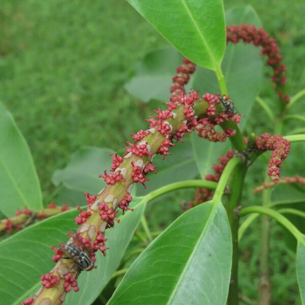 Hinchahuevos (Sapium Laurifolium) Plant Care & How to Grow, Water