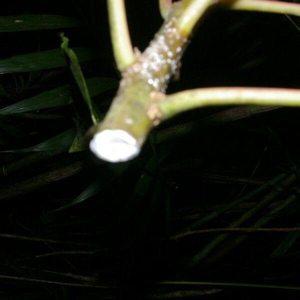 Sapium Pachystachys Plant Care & How to Grow, Water