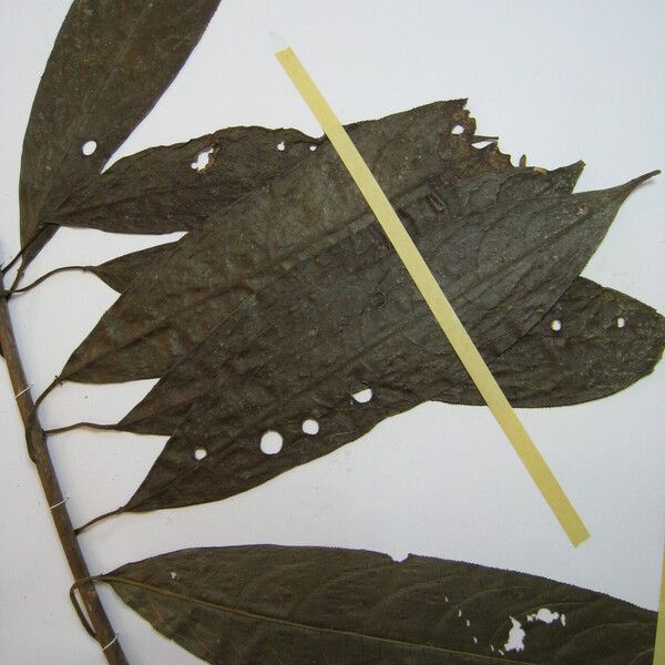 Sapium Paucinervium Plant Care & How to Grow, Water