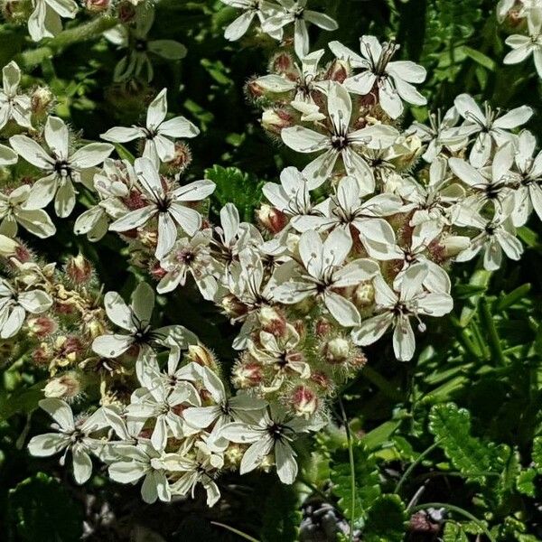 Yellow Soapwort (Saponaria Lutea) Plant Care & How to Grow, Water