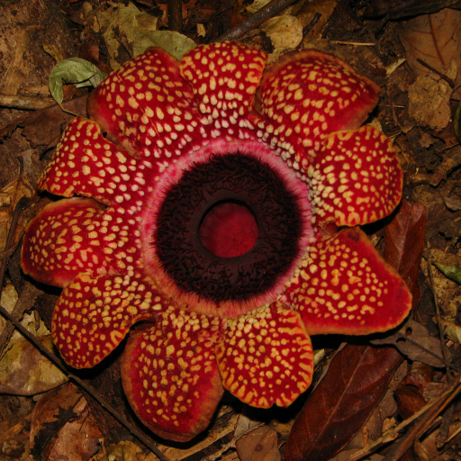 Himalayan Sapria (Sapria Himalayana) Plant Care & How to Grow, Water