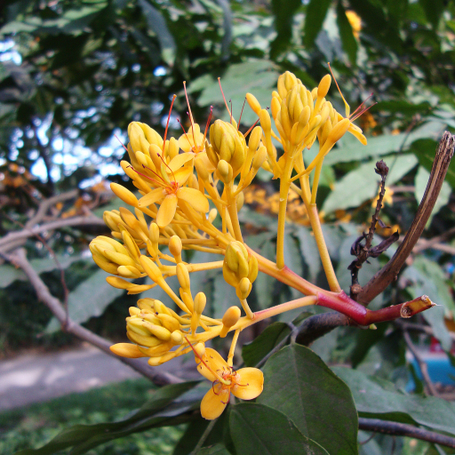 Common Saraca / Asoka (Saraca Dives) Plant Care & How to Grow, Water
