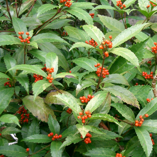 Glabrous Sarcandra Herb (Sarcandra Glabra) Plant Care & How to Grow, Water