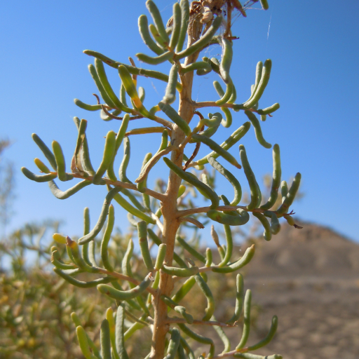 Greasewood (Sarcobatus Vermiculatus) Care Guide: Water, Soil ...