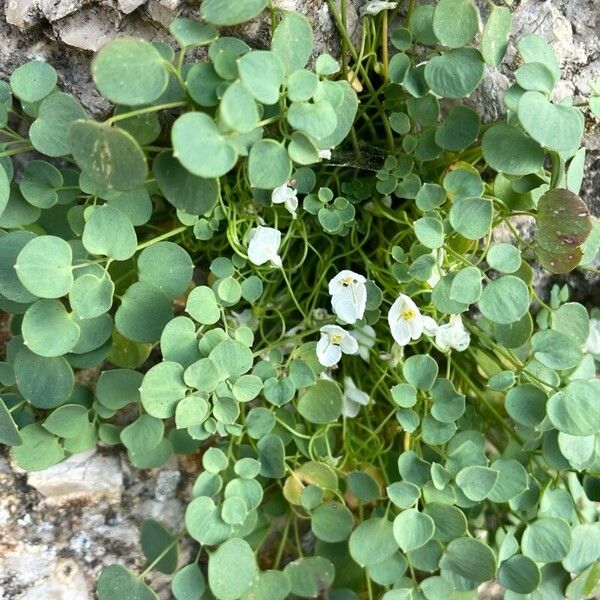 Sarcocapnos Baetica Care Guide: Water, Soil & Propagation - Plantiary
