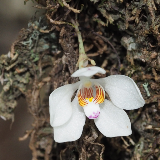 Orange Blossom Orchid (Sarcochilus Falcatus) Plant Care & How to Grow ...