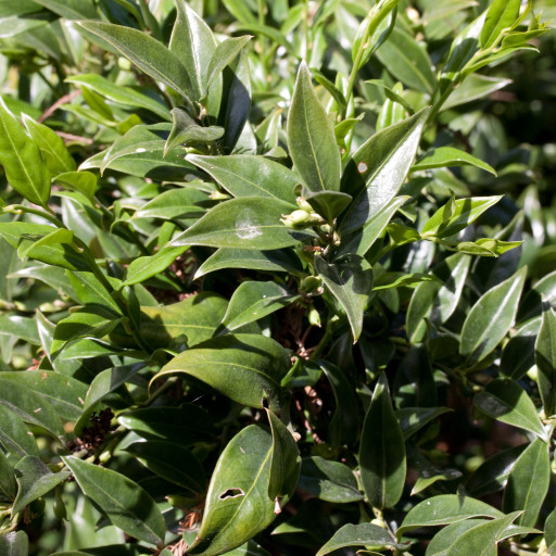 Sweet Box (Sarcococca Confusa) Plant Care & How to Grow, Water