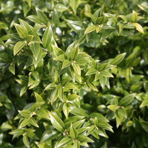 Sweet Box (Sarcococca Coriacea) Plant Care & How to Grow, Water