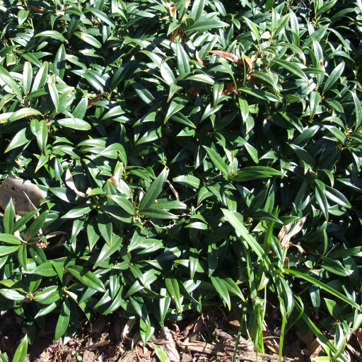 Himalayan Sweet Box (Sarcococca Hookeriana) Plant Care & How to Grow, Water