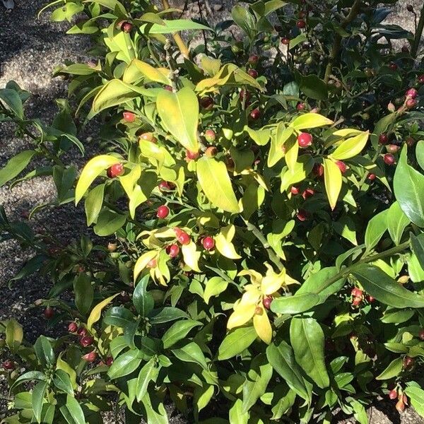 Sarcococca Longifolia Plant Care & How to Grow, Water