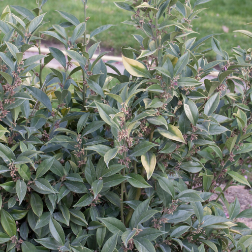 Winter Sweet Box (Sarcococca Orientalis) Plant Care & How to Grow, Water