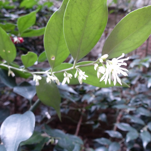 Fragrant Sweet Box (Sarcococca Ruscifolia) Plant Care & How to Grow, Water