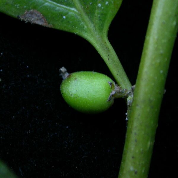 Sarcococca Wallichii Plant Care & How to Grow, Water