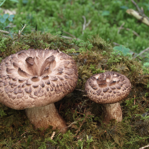 Shingled Hedgehog (Sarcodon Imbricatus) Care Guide: Water, Soil ...