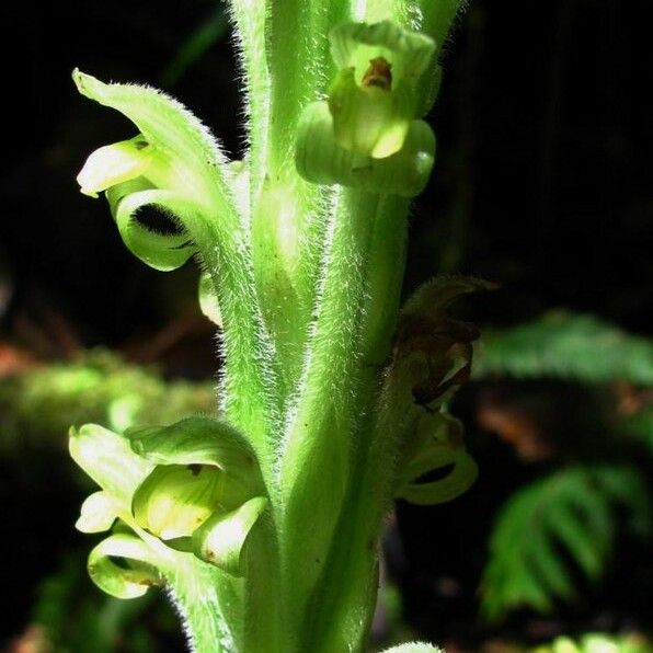 Sarcoglottis Neglecta Plant Care & How to Grow, Water