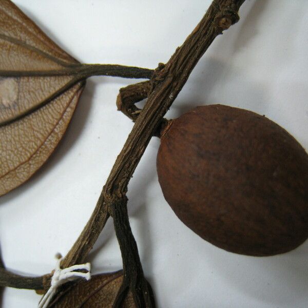 Sarcomphalus Cinnamomum Plant Care & How to Grow, Water