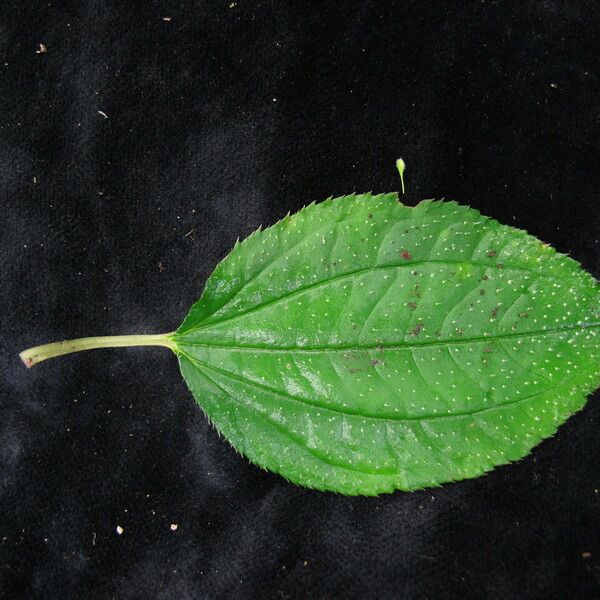 Sarcopyramis Napalensis Plant Care & How to Grow, Water