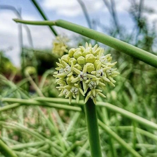 Sarcostemma Acidum Plant Care & How to Grow, Water