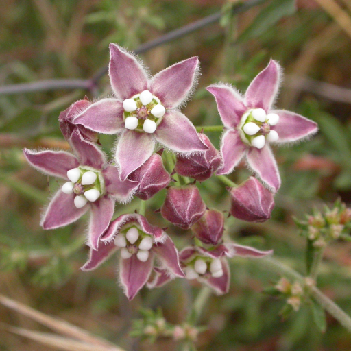 Climbing Milkweed (Sarcostemma Cynanchoides) Care Guide: Water, Soil ...