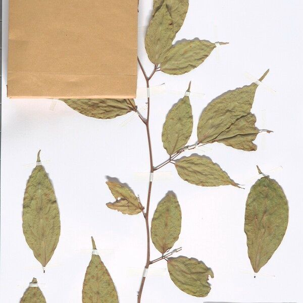 Sarcotheca Griffithii Plant Care & How to Grow, Water