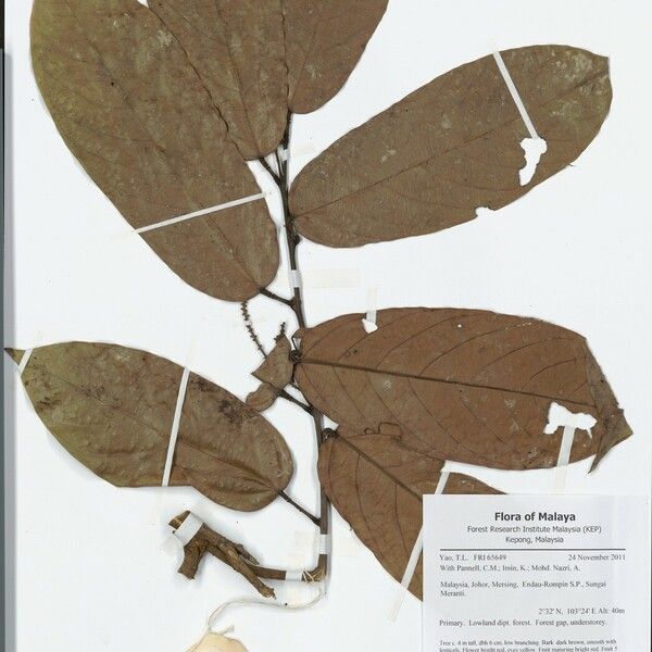 Sarcotheca Laxa Plant Care & How to Grow, Water