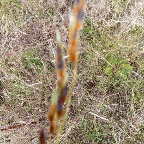 Sarga Purpureosericea Plant Care & How to Grow, Water