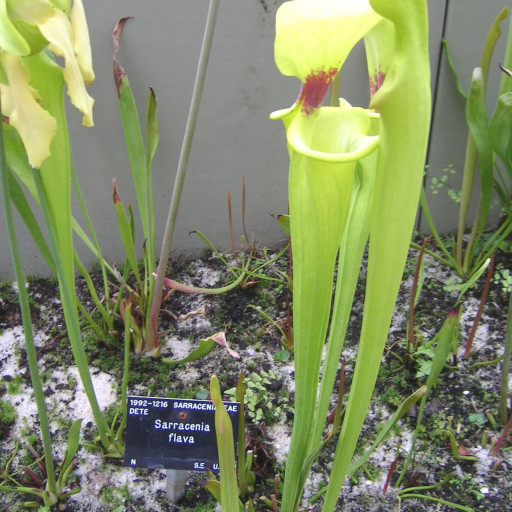 Yellow Pitcherplant (Sarracenia Flava) Plant Care & How to Grow, Water