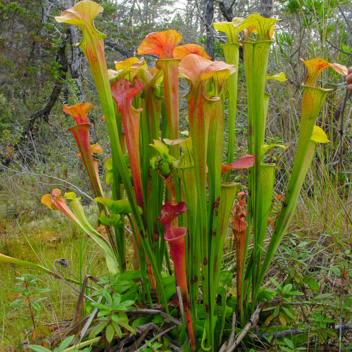 Green Pitcher (Sarracenia Oreophila) Plant Care & How to Grow, Water