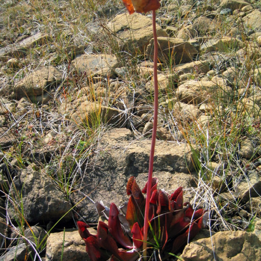Common Pitcherplant (Sarracenia Purpurea) Plant Care & How to Grow, Water