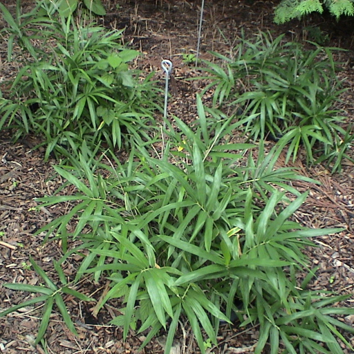 Broad-leaved Bamboo (Sasa Palmata) Plant Care & How to Grow, Water