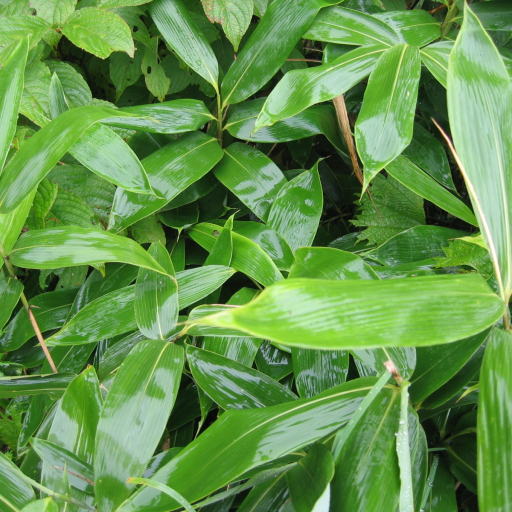 Veitch's Bamboo (Sasa Veitchii) Care Guide: Water, Soil & Propagation ...
