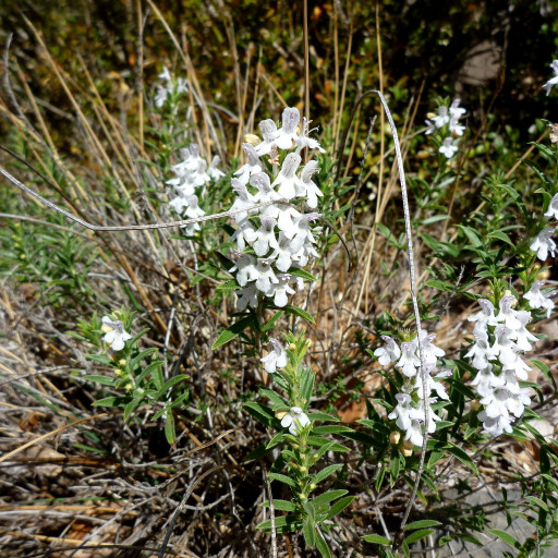 White Thyme (Satureja Montana) Care Guide: Water, Soil & Propagation ...